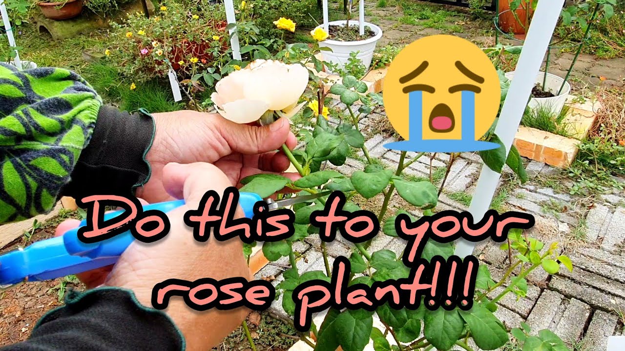 Do this to get triple or more blooms in your rose garden | Pinching ...