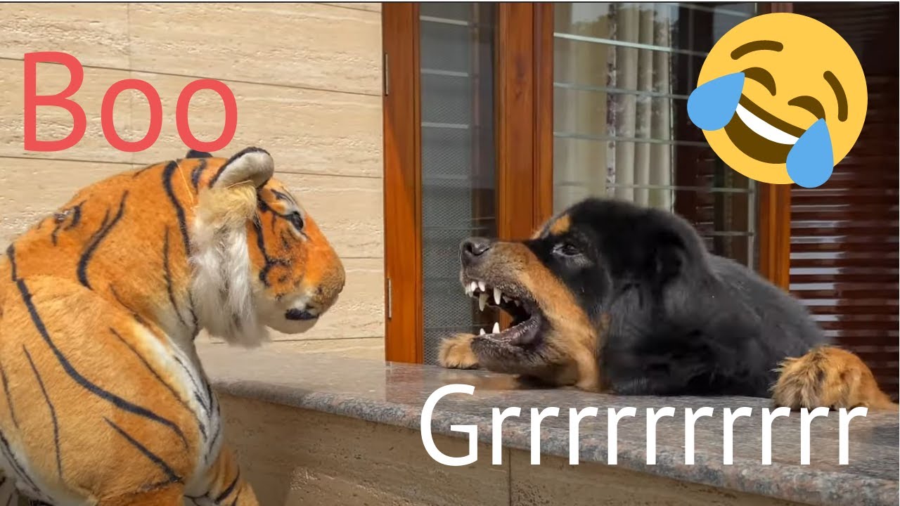 | Funniest Pranks on Animals || Cute & Funny Pet Companions | - YouTube