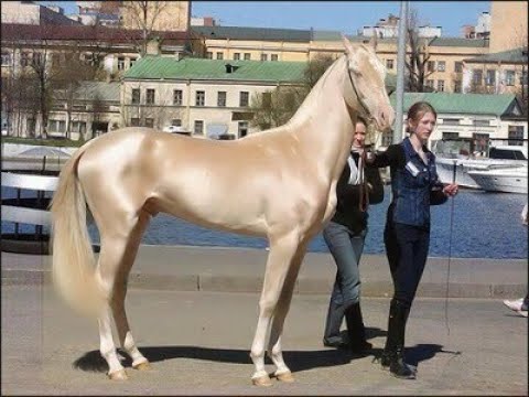 Словно отполирована золотом. Самая редкая, красивая порода лошадей на грани вымирания