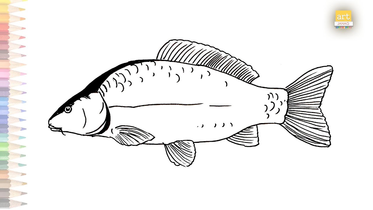 Carp Fish Drawing Video Fish Drawing Tutorials How To Draw A Carp carp-fish-drawing-video-fish-drawing-tutorials-how-to-draw-a-carp