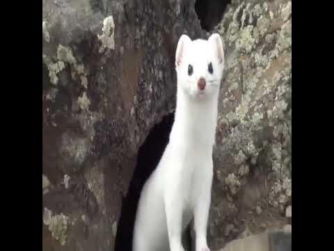 Interesting moments of squirrels while hunting %23squirrels %23Animal ...