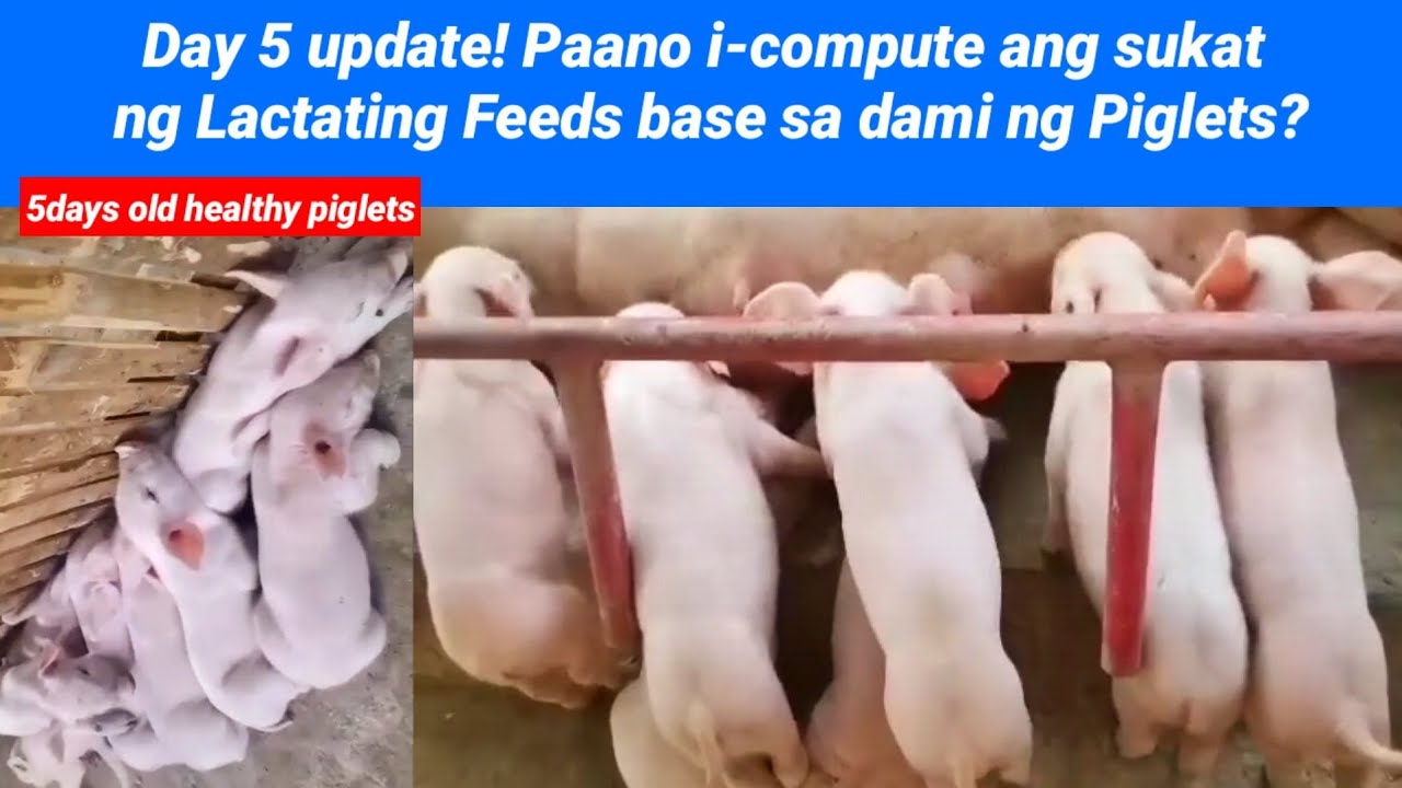 Day 5 update! Paano i-compute ang sukat ng Lactating Feeds base sa dami ...