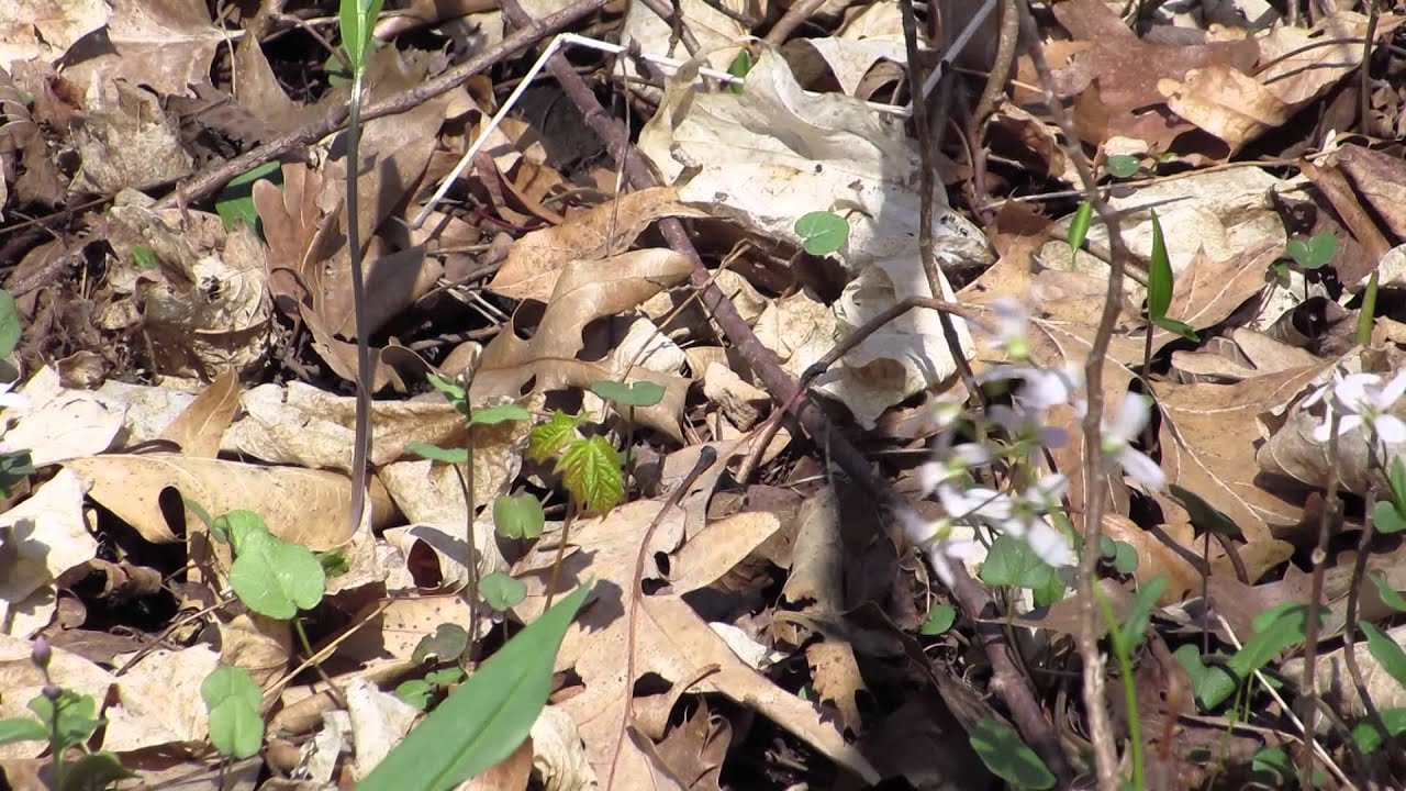 The Dancing Leaf - YouTube