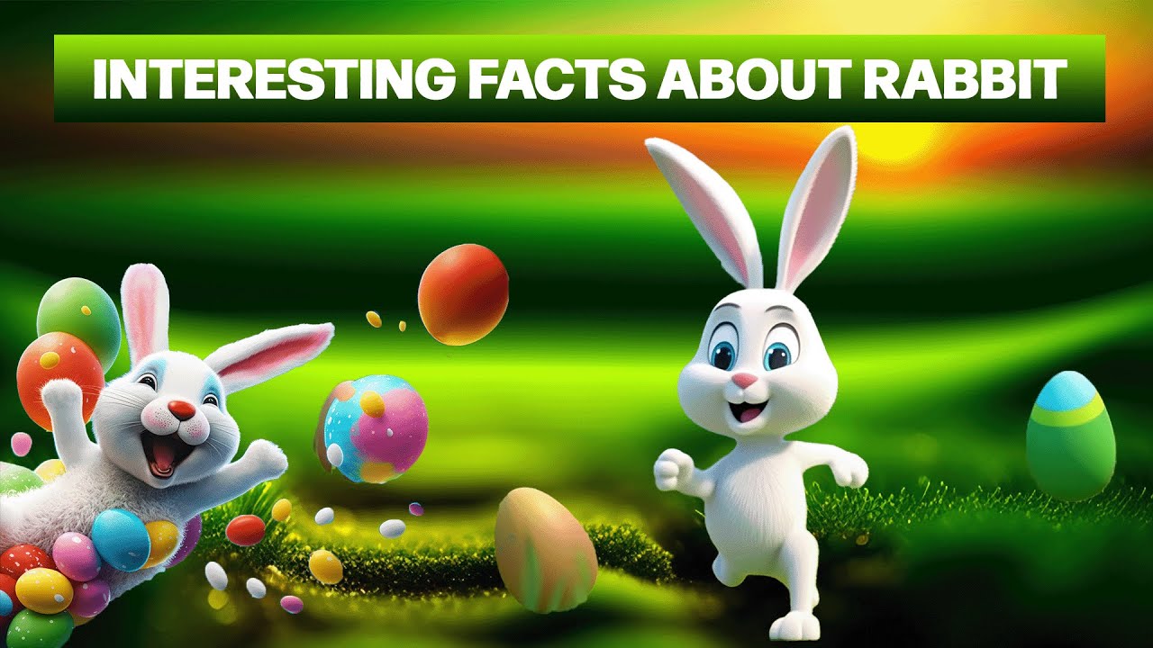INTERESTING FACTS ABOUT RABBIT | ABOUT RABBIT | BUNNY - YouTube