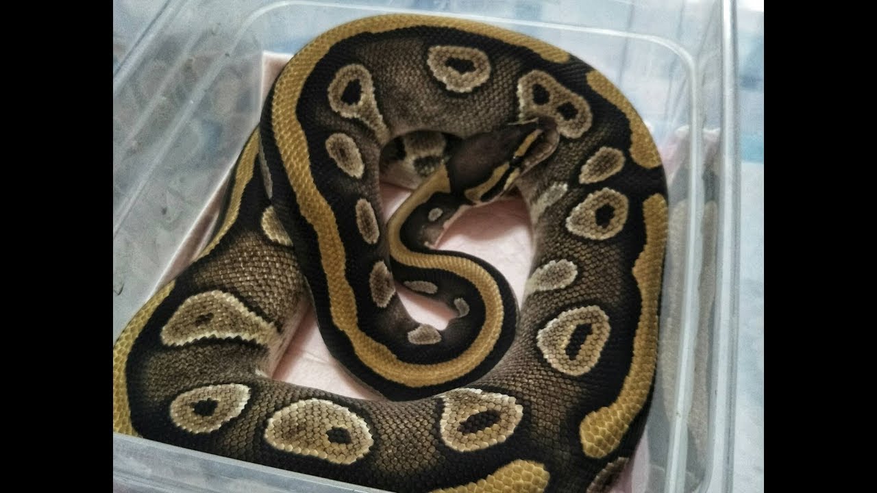 【球蟒Ball Python 】新來夥伴開箱~Foresee new guys - YouTube