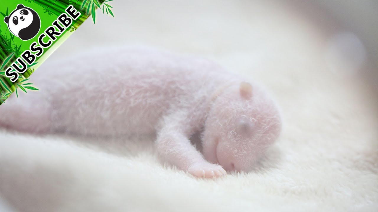 How keepers calm new-born panda cubs down - YouTube