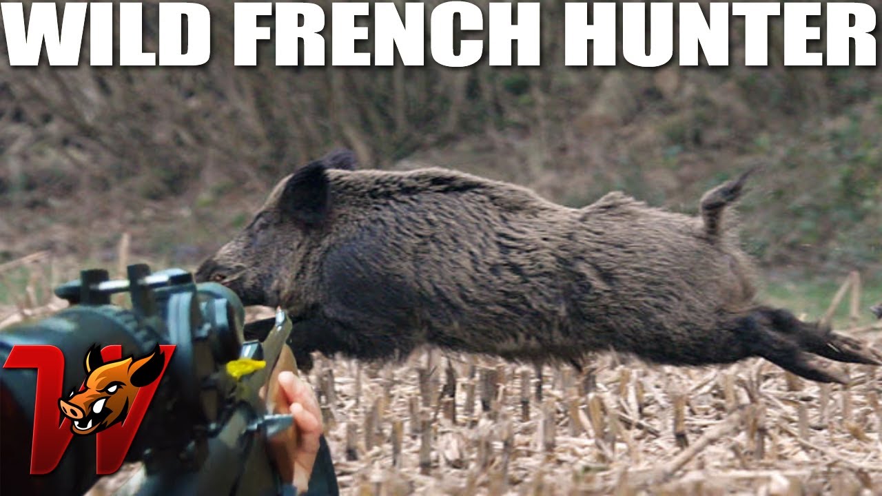 Wild boar hunting in French Forest - YouTube
