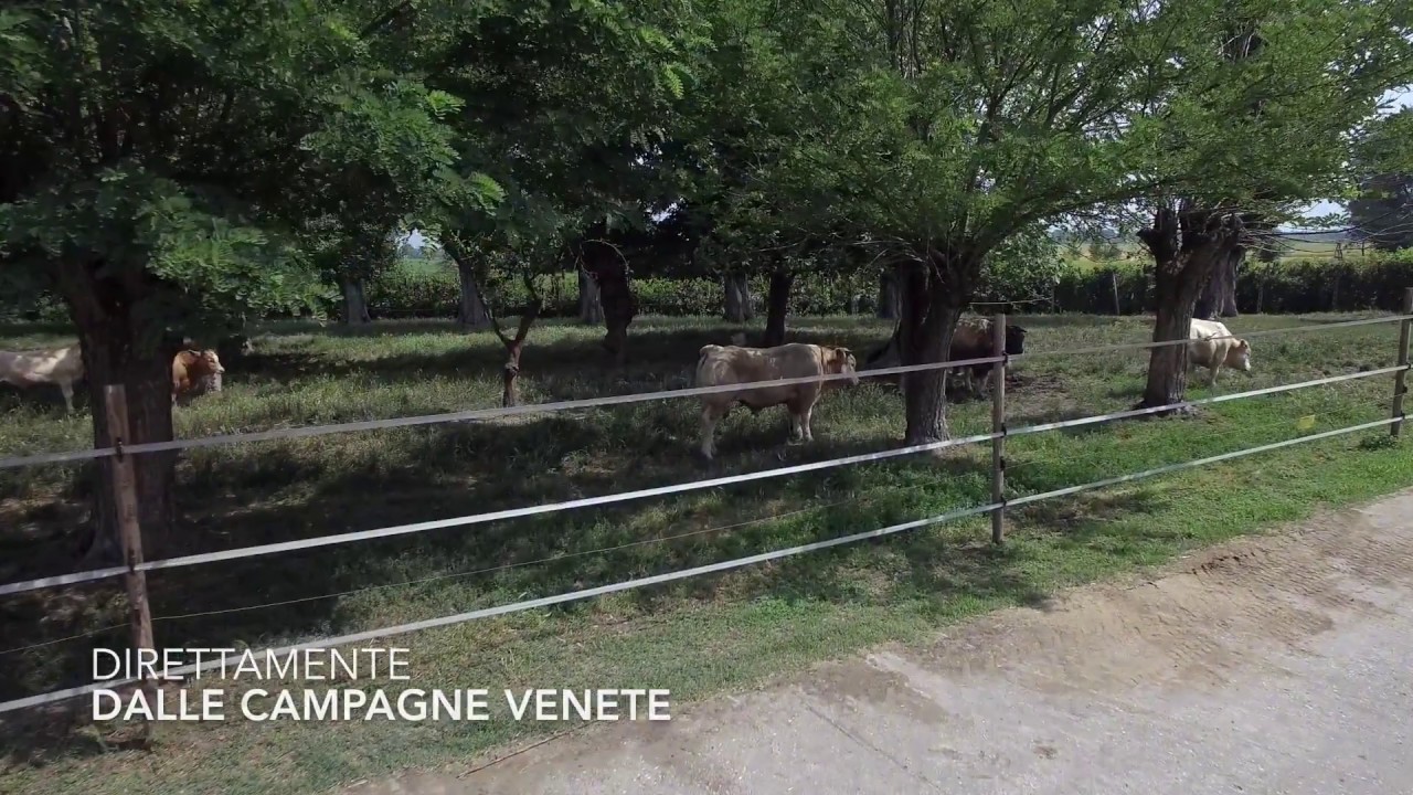 Allevamento Bovini Pantano Carni Spa - Arre (PD), Italy - YouTube