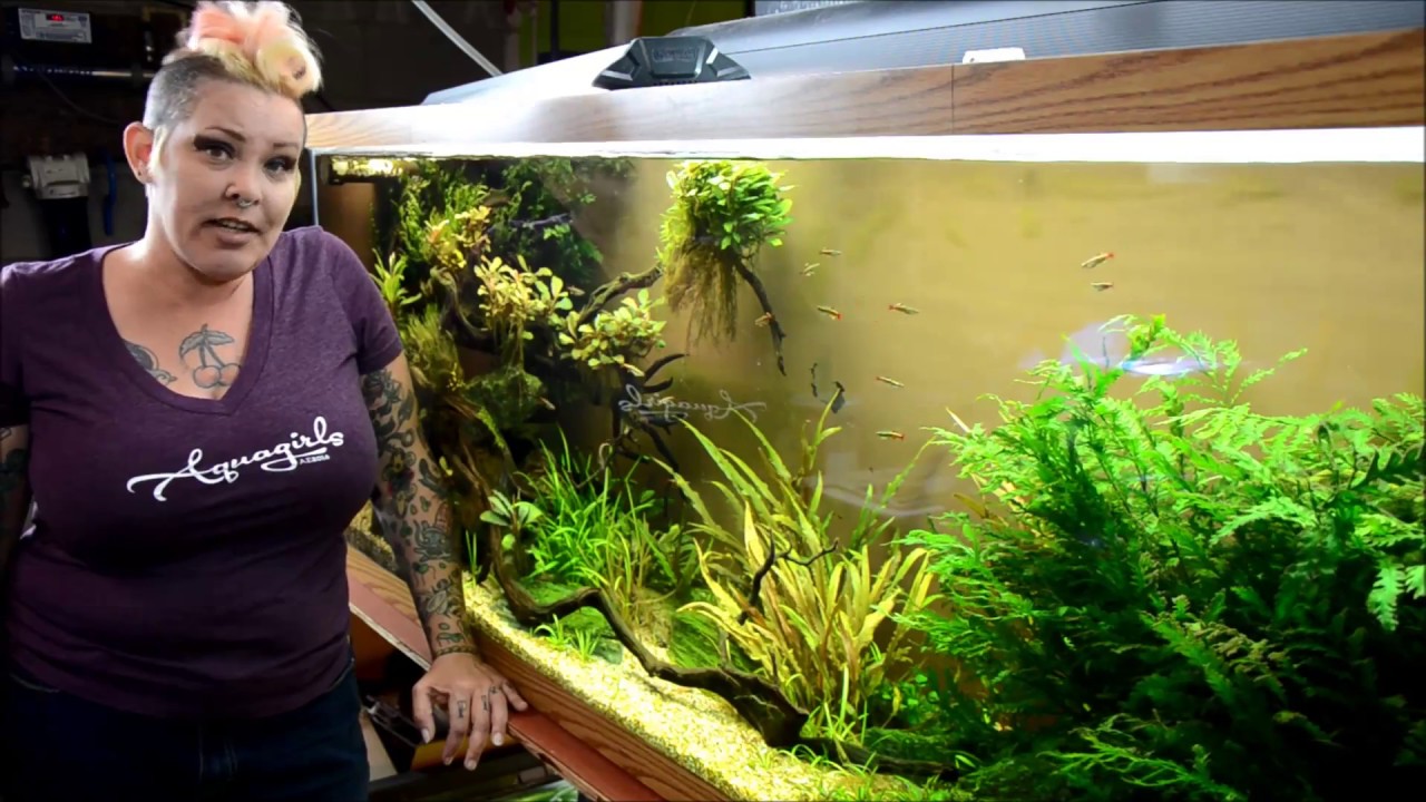 How I feed the 150g Modified Hillstream tank - YouTube