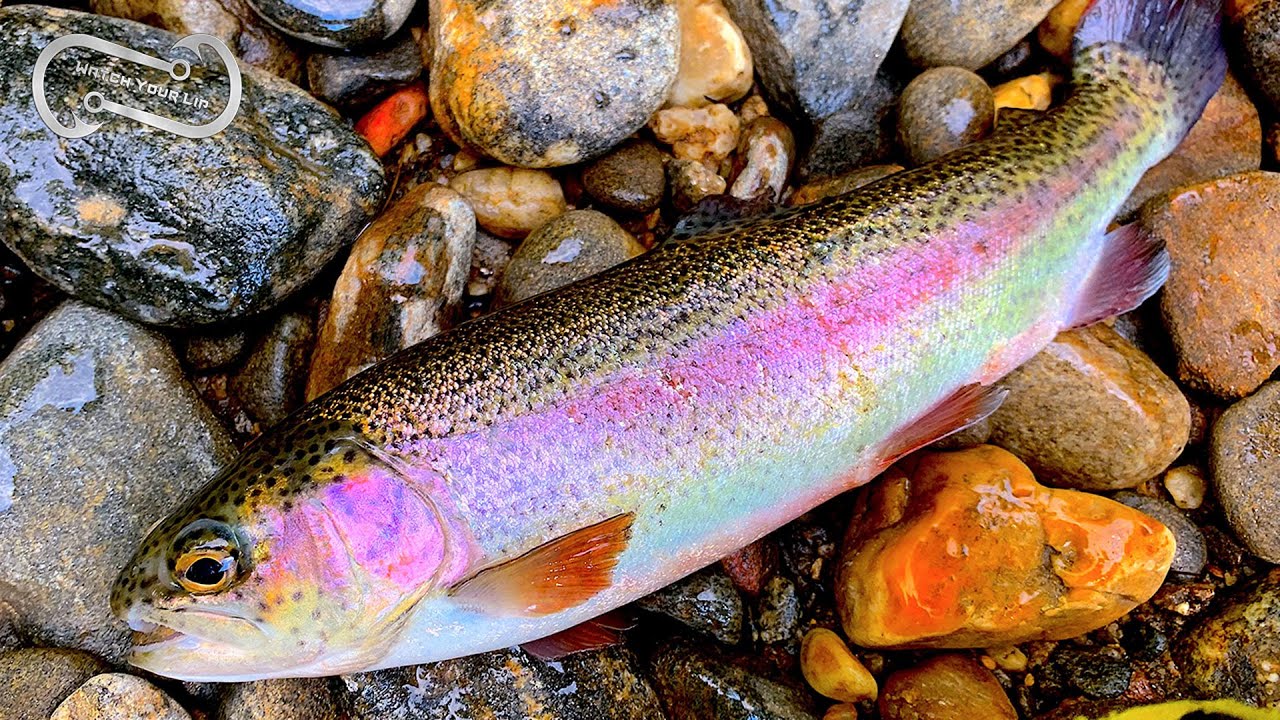 CATCHING WILD RAINBOW TROUT IN NORTH GEORGIA - CHATTAHOOCHEE RIVER ...