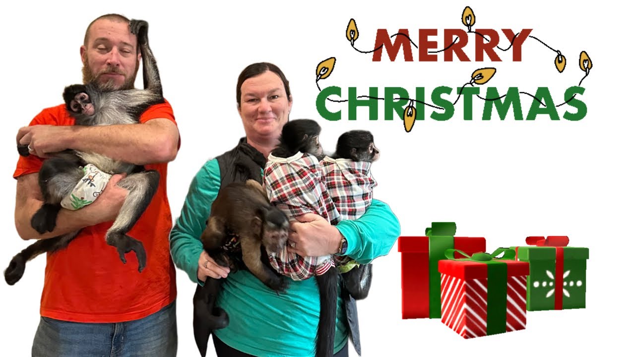 See what Santa brought the monkeys 🩵 #christmas #monkeys - YouTube