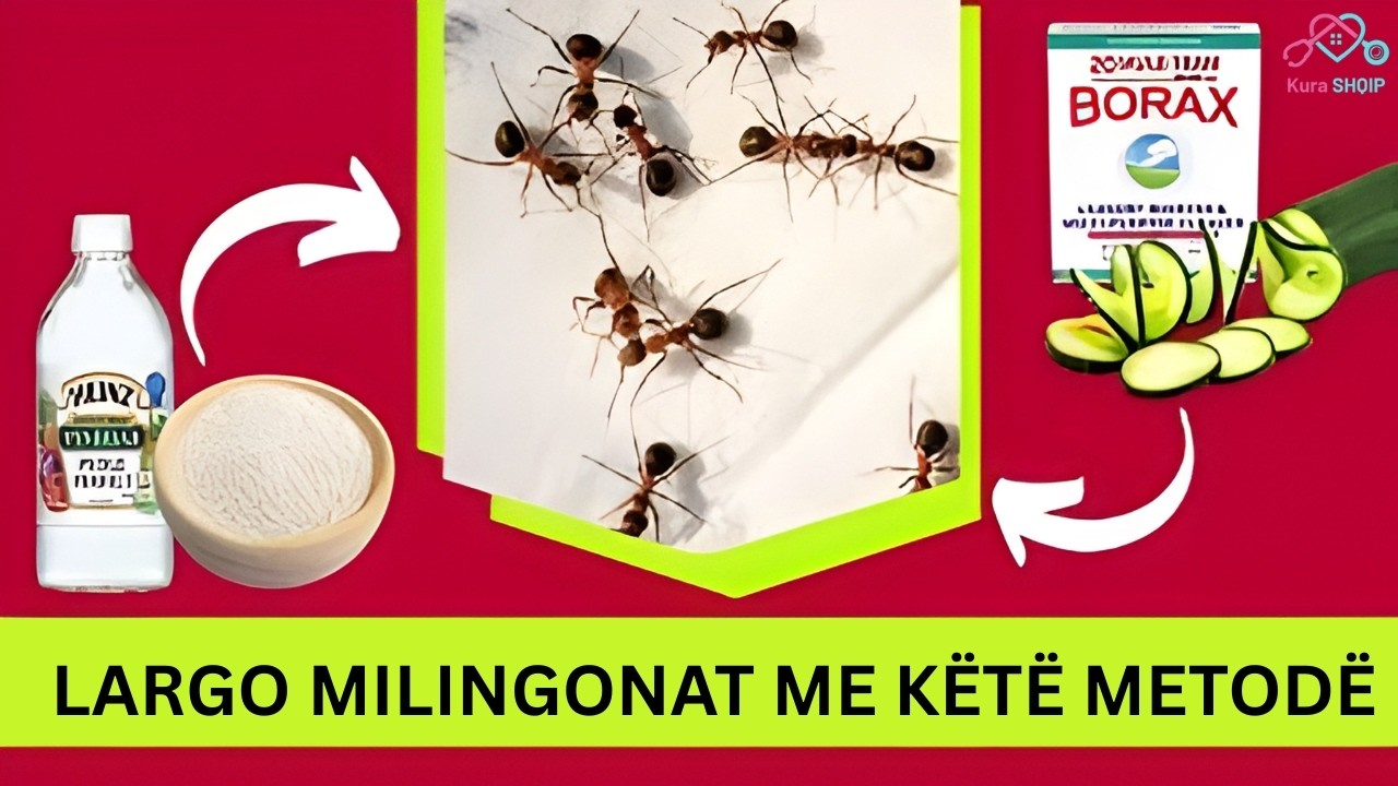 Si të shpëtojmë nga Milingonat e shtëpisë me mënyra natyrale. - YouTube