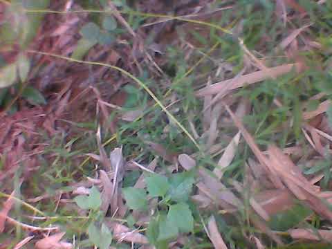 MT MATABA 2020 6 - YouTube