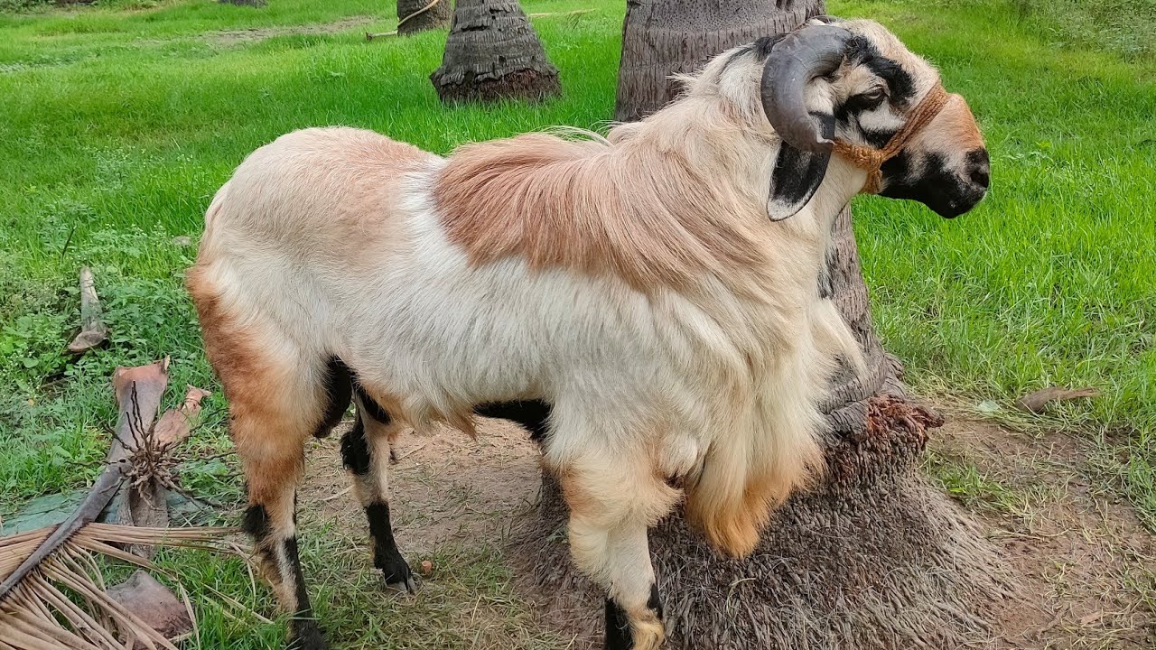 FOR SALE | NELLORE JODIPI SHEEP | AA SHEEP FARM | #BAKRID 2022 # ...