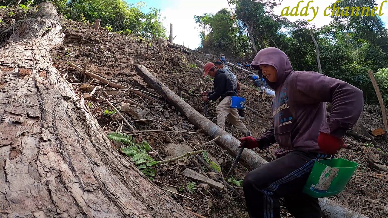 CARA TANAM HALIA SABAH/HOW TO GROW GINGER LARGE SCALE - YouTube