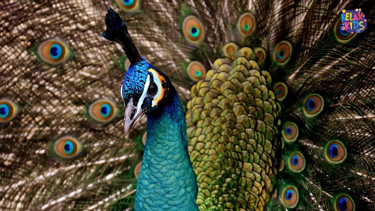 HORSE, COW, SHEEP, MONKEY, PEACOCK - YouTube