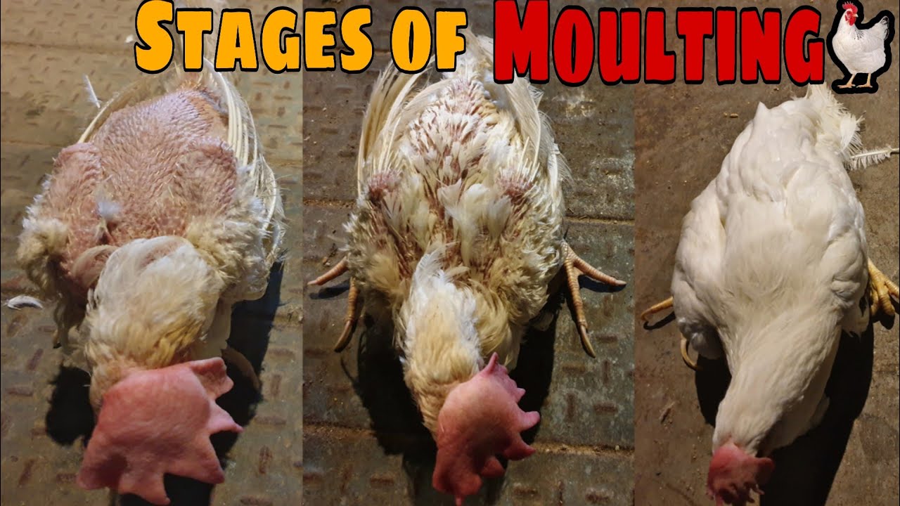Condition of Birds on different stages of Moulting || Stages of ...