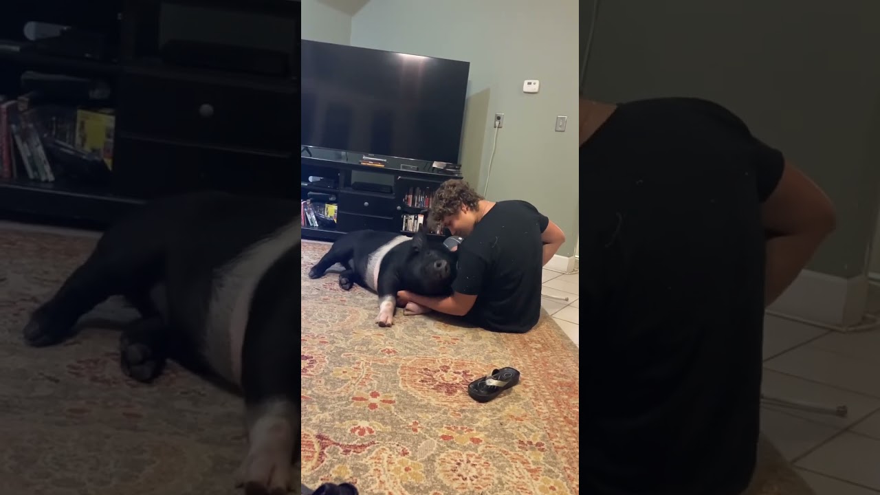 Mr.Shorty and Dean being adorable - YouTube