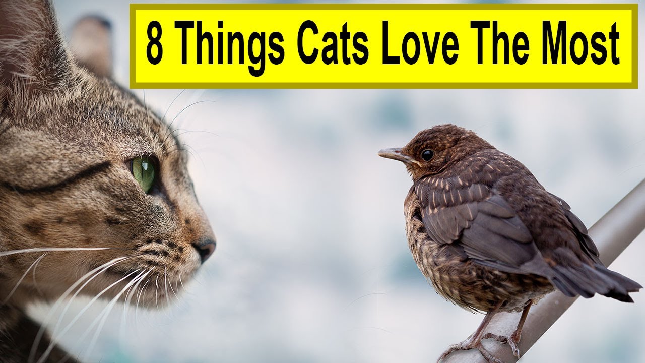 8 Things Cats Love The Most - YouTube