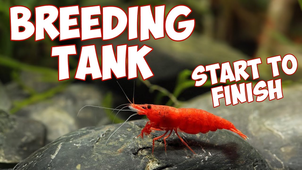 Simple Red Cherry Shrimp Breeding Tank Set Up - YouTube