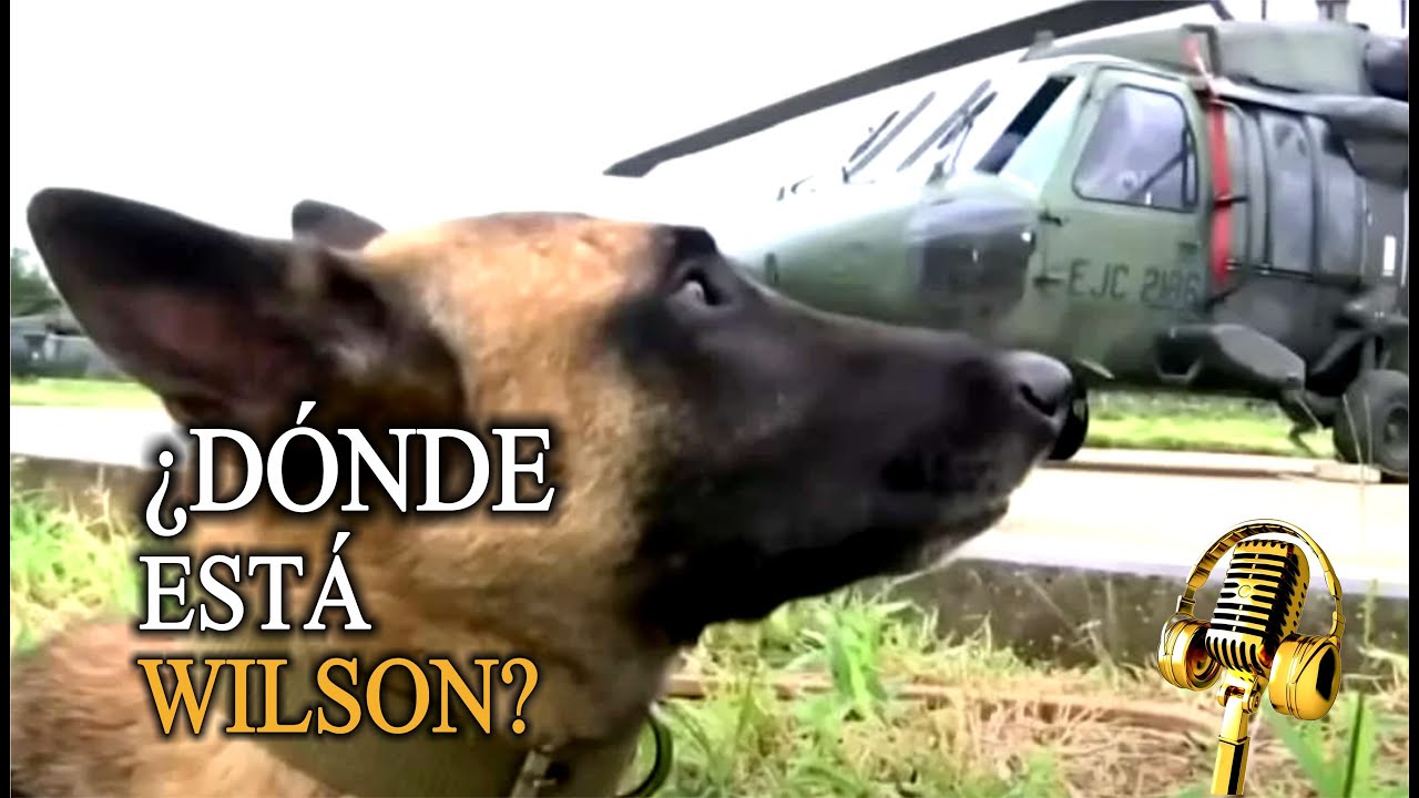🎙️🐶 ¿Qué pasó con WILSON, el perrito rescatista? - YouTube