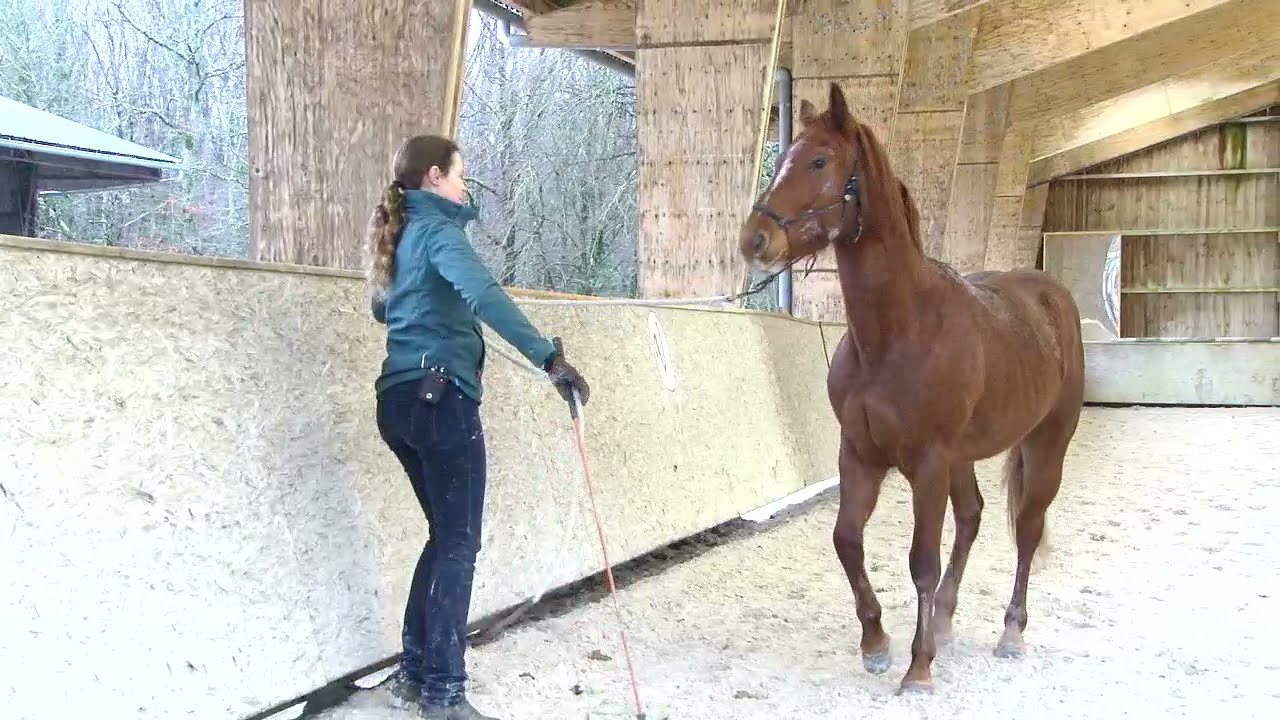 😱 What to do when the horse gets spooked during work? - YouTube