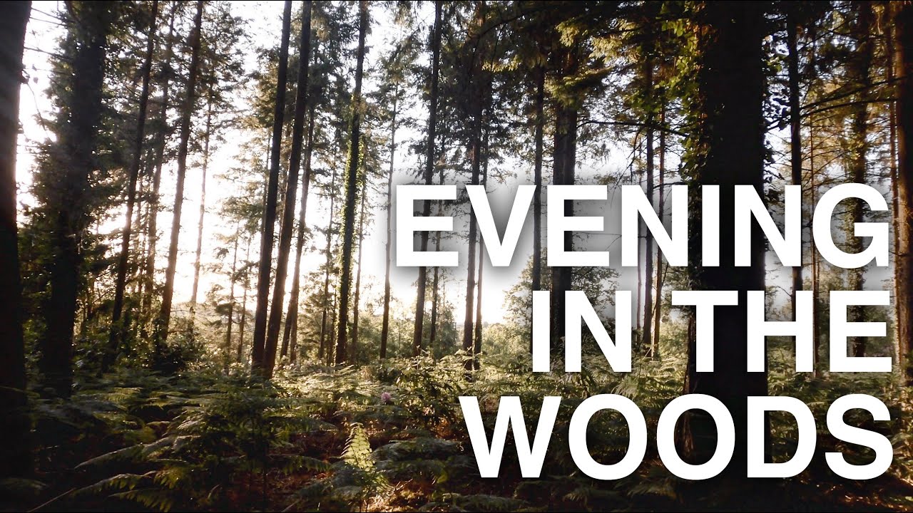 An Evening Walk Through the Forest | 4K Virtual Walk | Relaxing Sunday ...