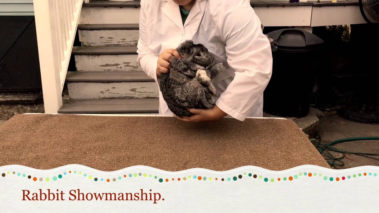 Rabbit & Cavy Showmanship - YouTube