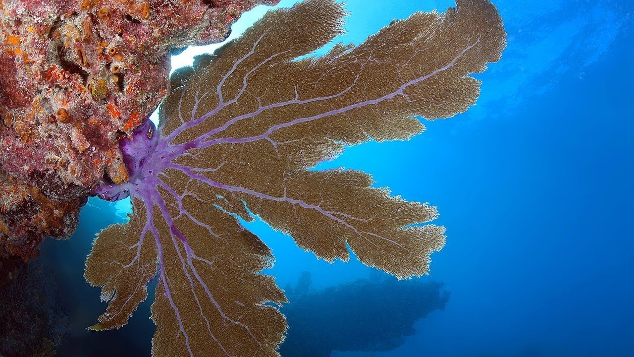 Soft Coral Sea Fan