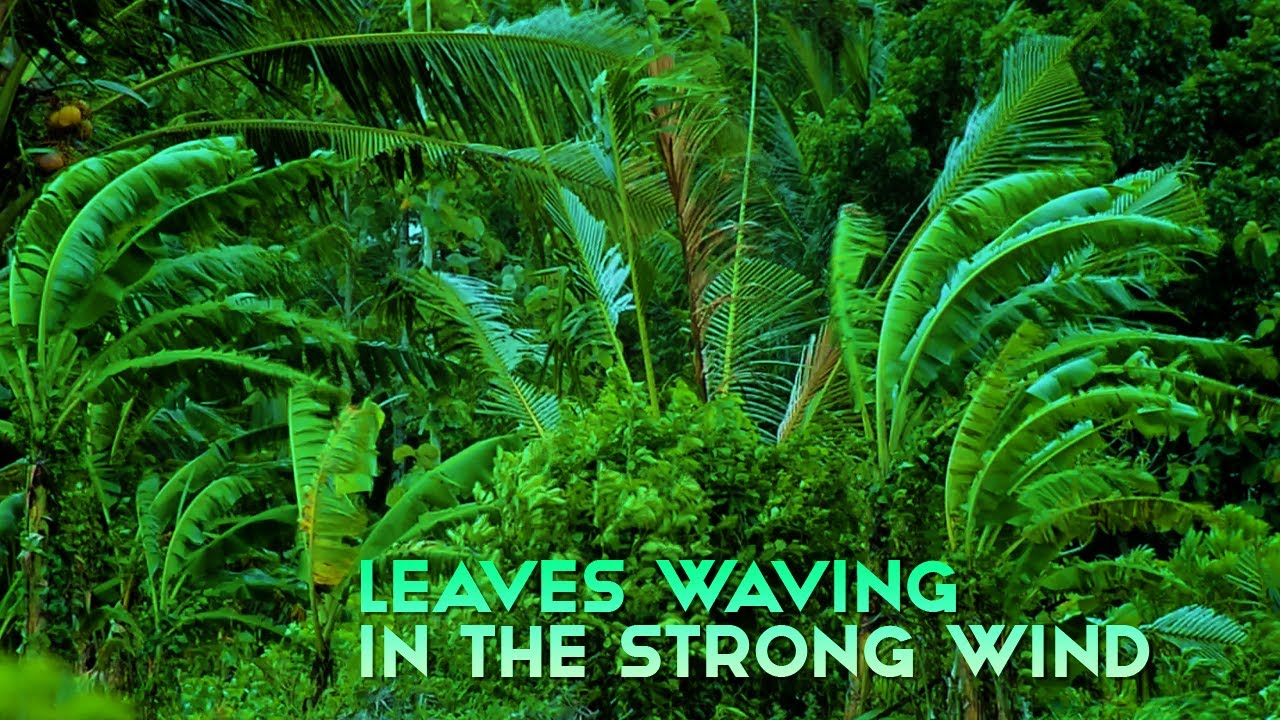 Real natural sounds and videos of trees in strong winds - Leaves waving ...