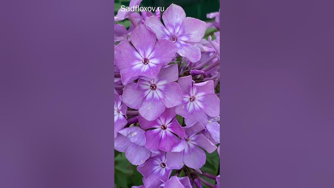 Флокс Селена #цветы #флокс - YouTube