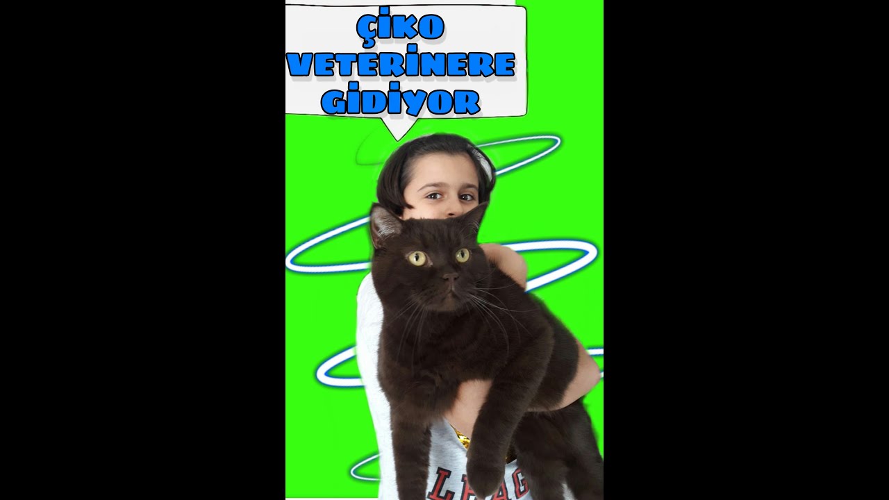 TATLI KEDİ , LİTTLE CAT - YouTube