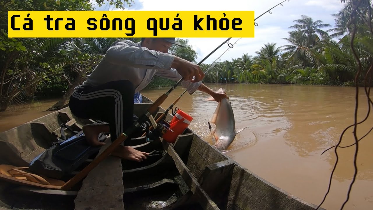 Câu cá tra sông gặp hàng khủng kéo cắm đọt | khafishing - YouTube