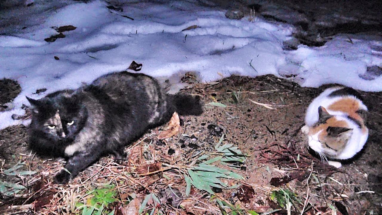 三毛猫に吠えられて腰を抜かすサビ猫🌃 - YouTube