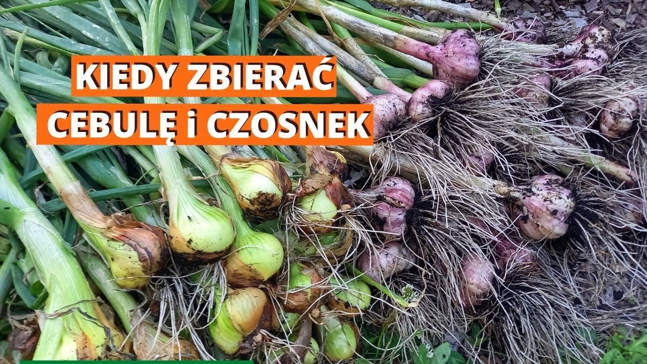 Kiedy zbierać czosnek i cebulę. Zbiór czosnku, szalotki i cebuli. - YouTube