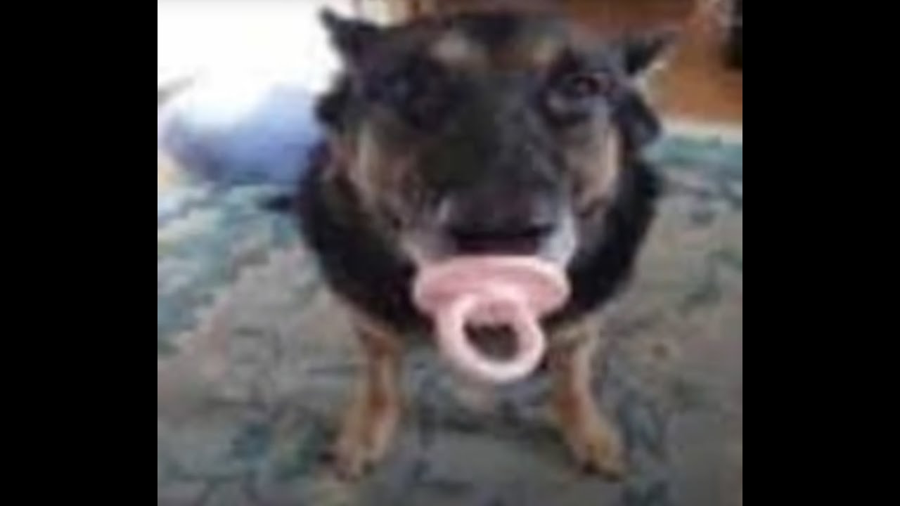 testing prescription drugs on stray dogs (Geometry Dash) - YouTube