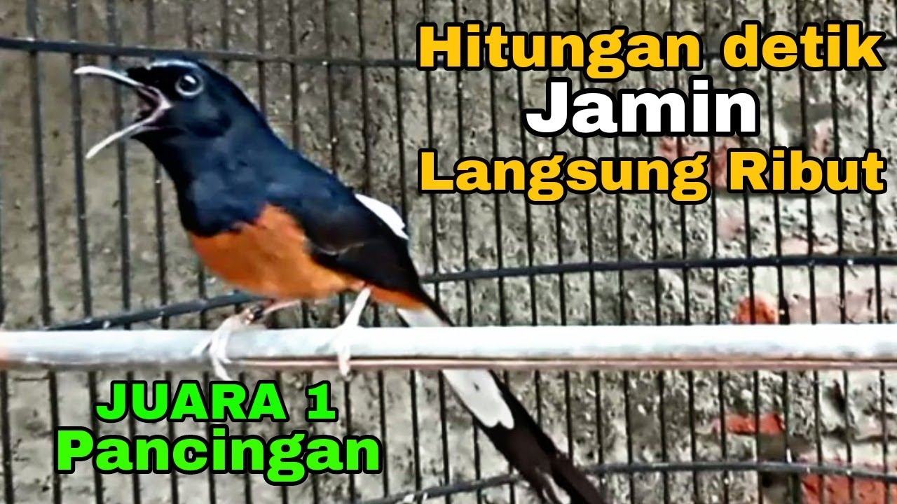 Pancingan Murai Batu Juara 1 Pancingan Hitungan Detik Jamin Langsung Ribut - YouTube