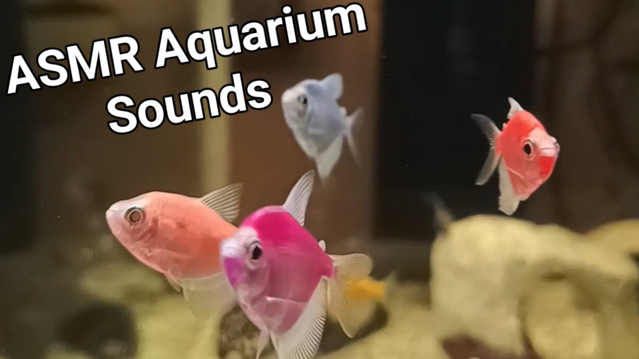 Watch And Relax😊 ASMR Fish Video And Water Sounds🐟♒⛲ - YouTube