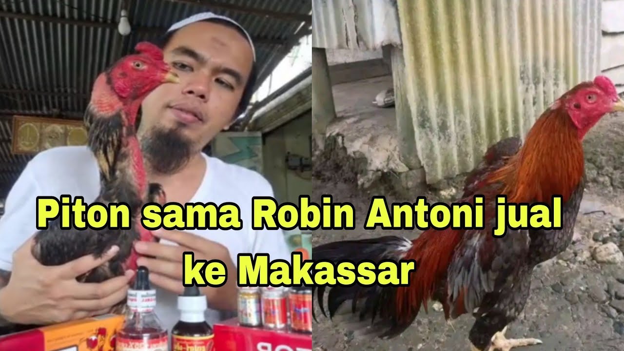 Piton dan Robin sudah dijual kata antoni - YouTube