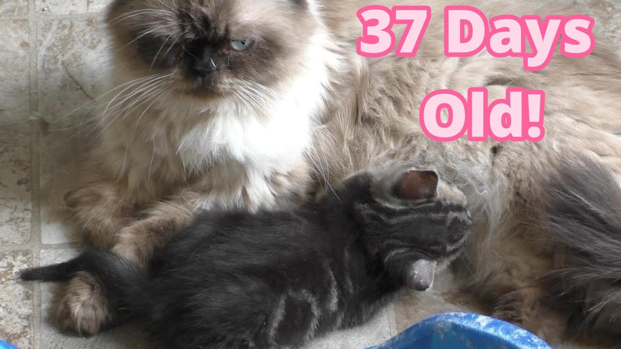 Misha's Kittens Are Now 37 Days Old! 😻 - YouTube