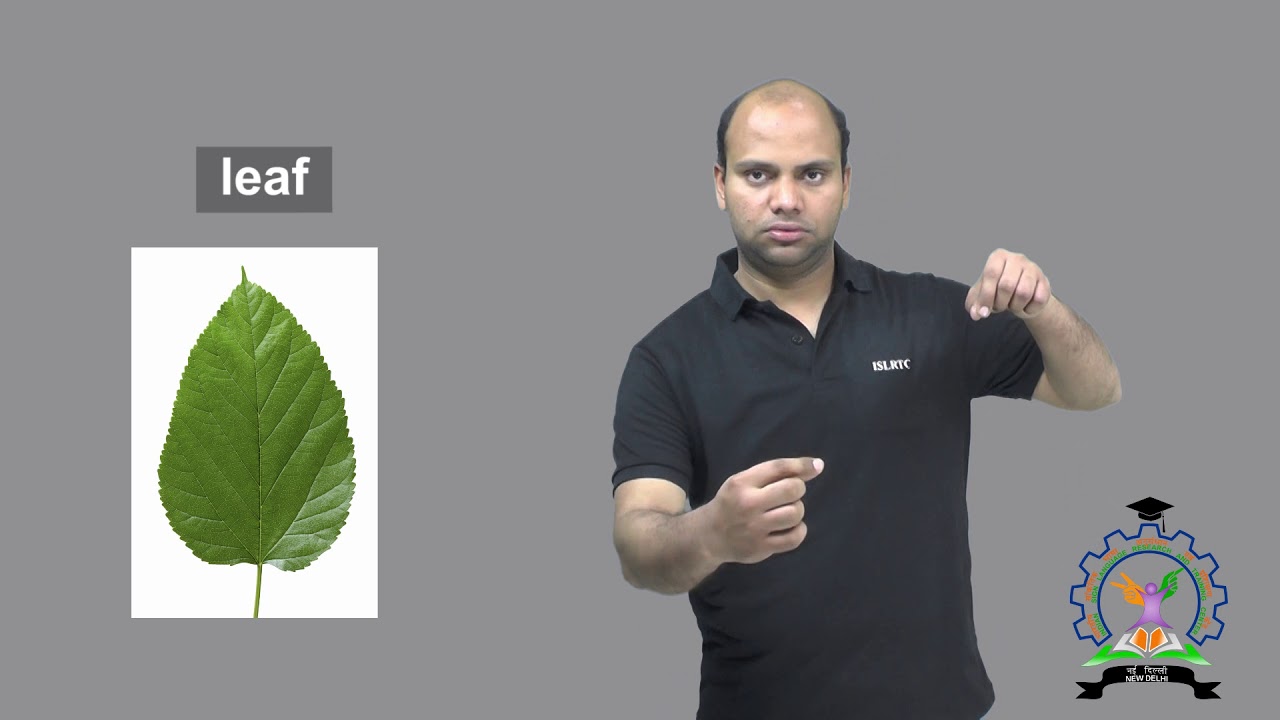 leaf (sign 3) - YouTube