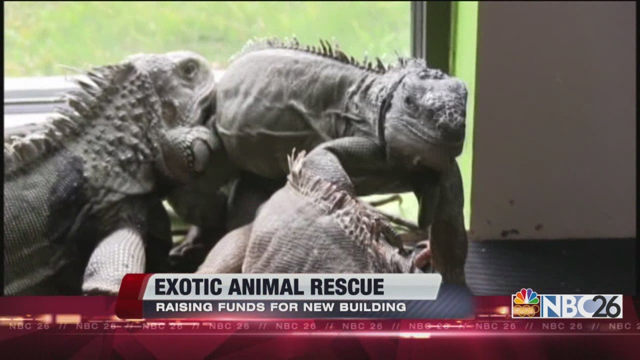 Exotic Animal Rescue Raising Funds for New Building - YouTube