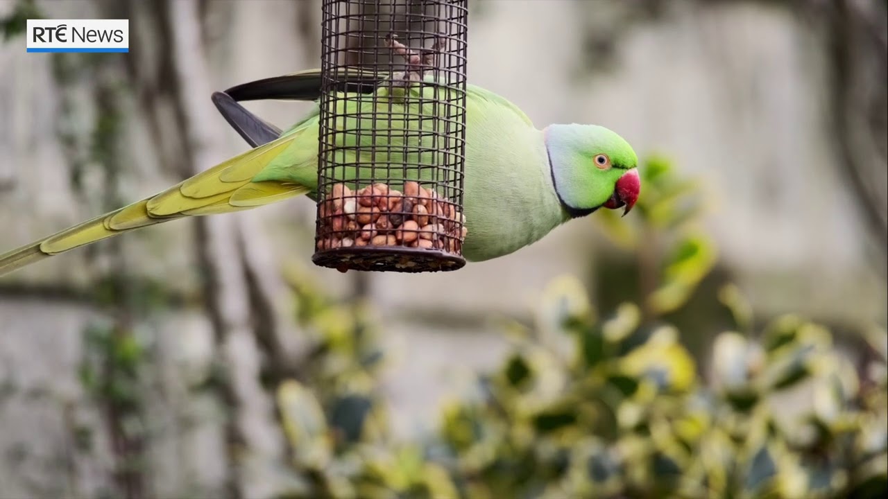 A flock of parakeets have become regular visitors to a back garden in ...
