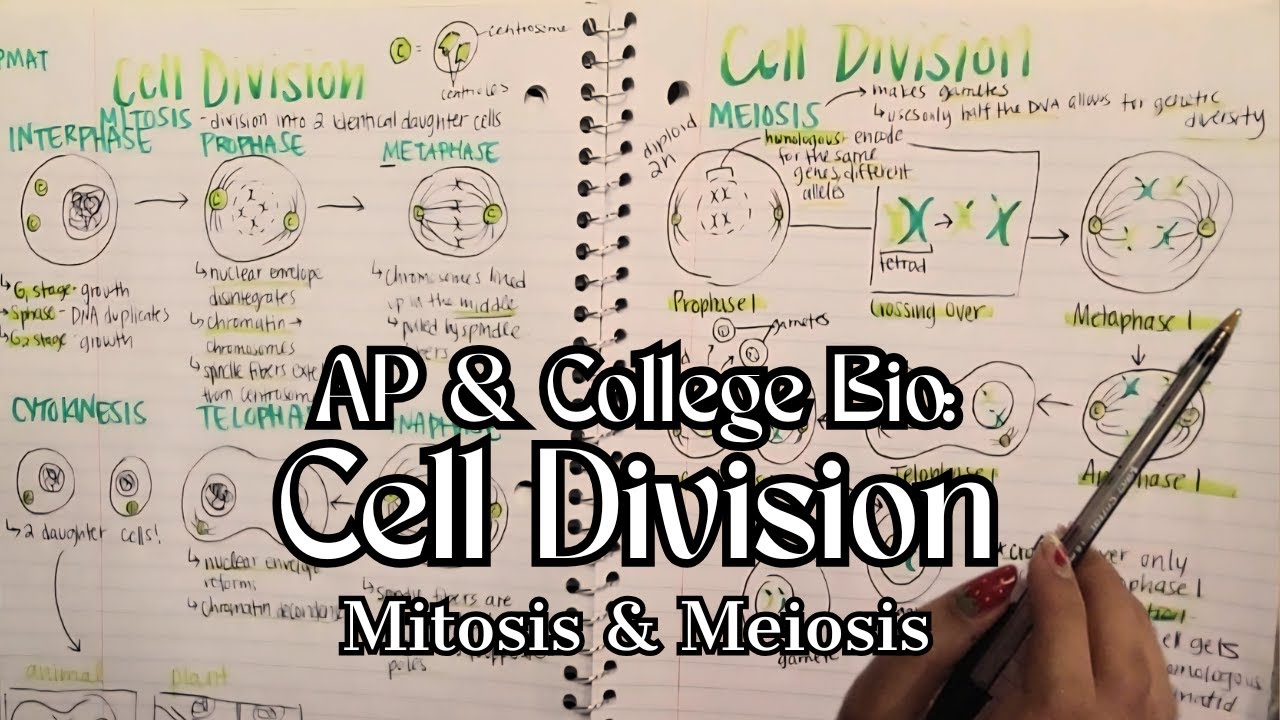 Mitosis and Meiosis Notes - YouTube