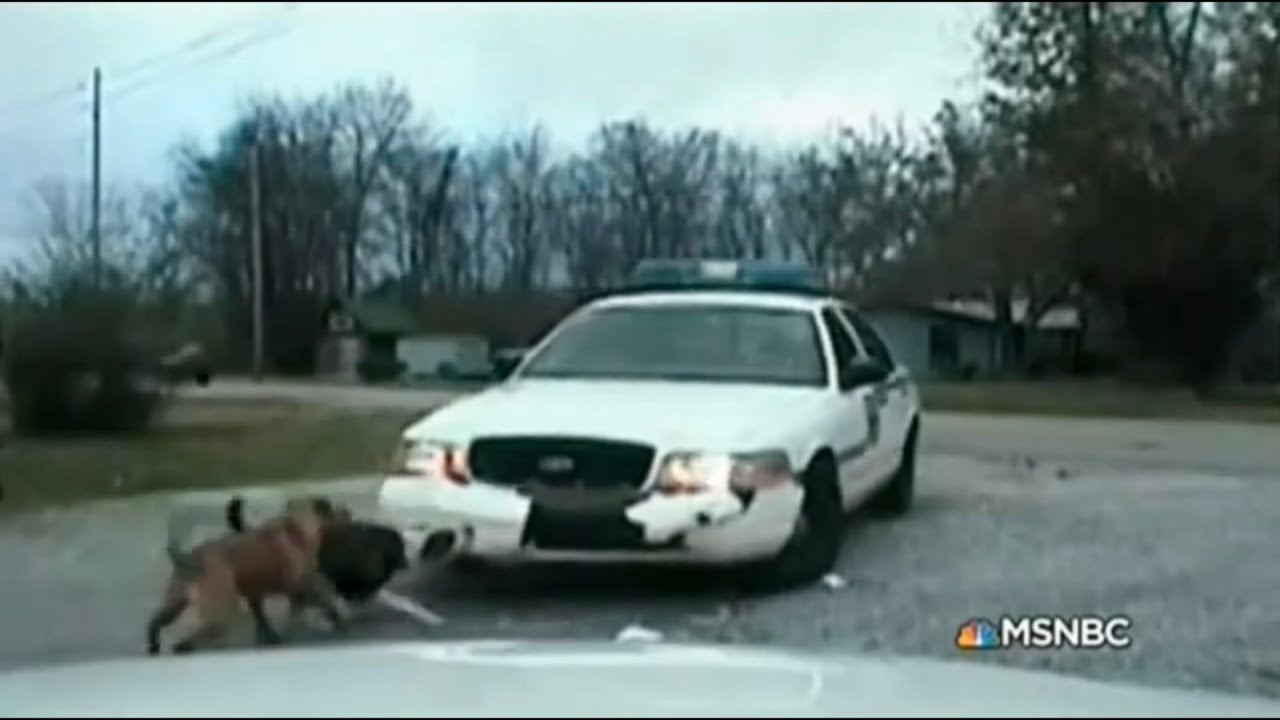 Dogs Rip Off Bumper Of Police Cruiser - YouTube