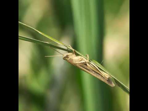 Where To Get Crickets In La Crossr