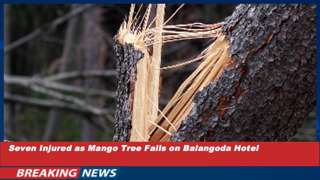 Seven Injured as Mango Tree Falls on Balangoda Hotel - YouTube
