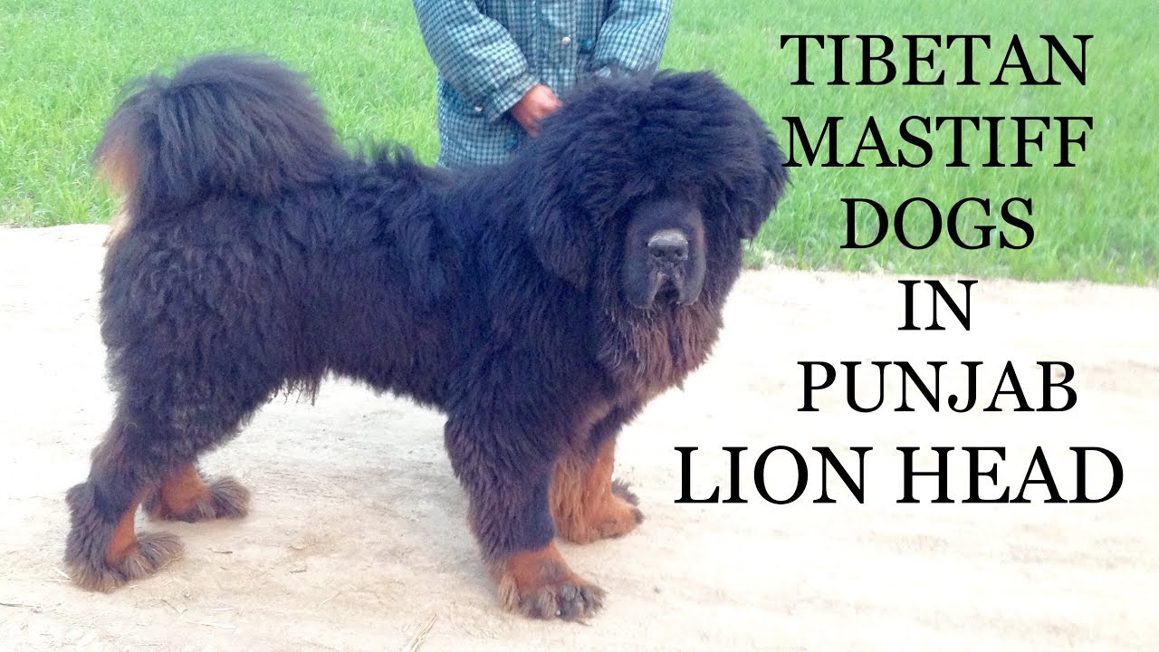Blue Fire Tibetan Mastiff