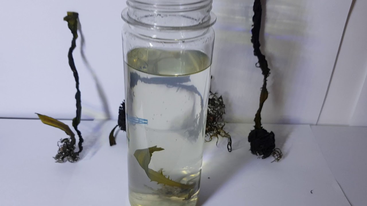 Dried seaweed is growing alive:The World's First Revolutionary Seaweed ...