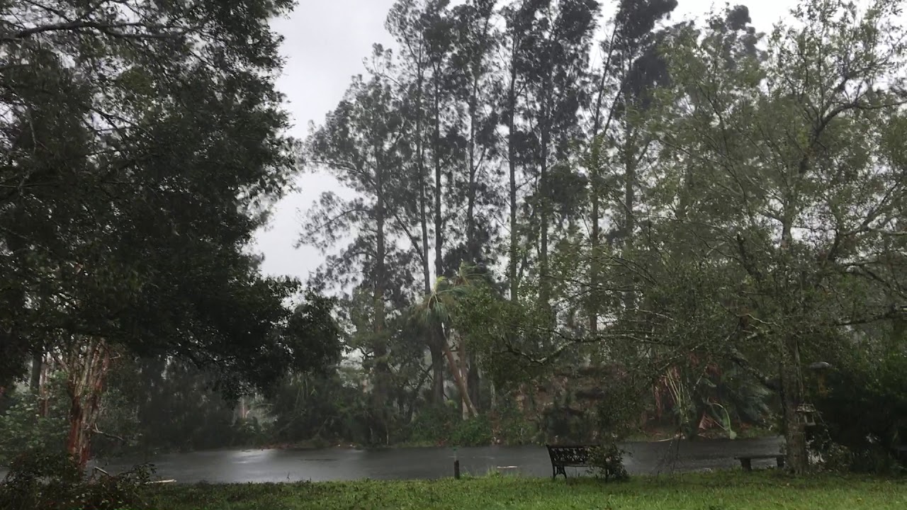 TIMBER! Watch Hurricane Irma wind gust snap tree in half! - YouTube